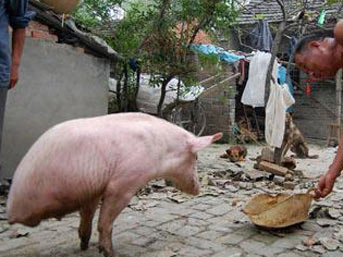 İki bacağı üstünde yürüyen domuz